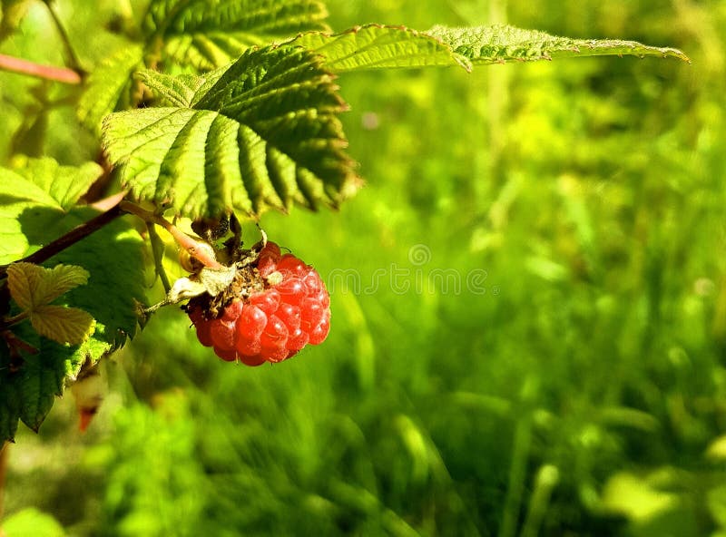 Red raspberries in sun stock image. Image of cloudberry - 96564607