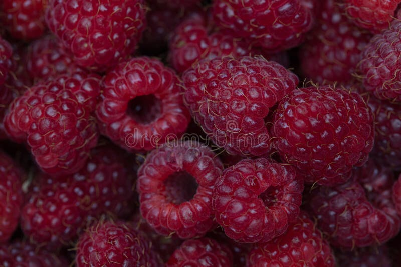 Red Raspberries Textured Background Stock Image - Image of isolated ...
