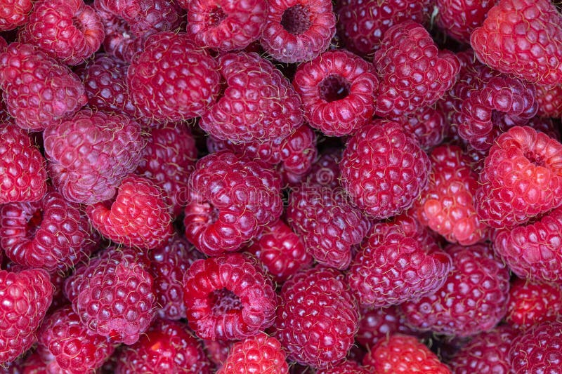 Red Raspberries Textured Background Stock Image - Image of gardening ...