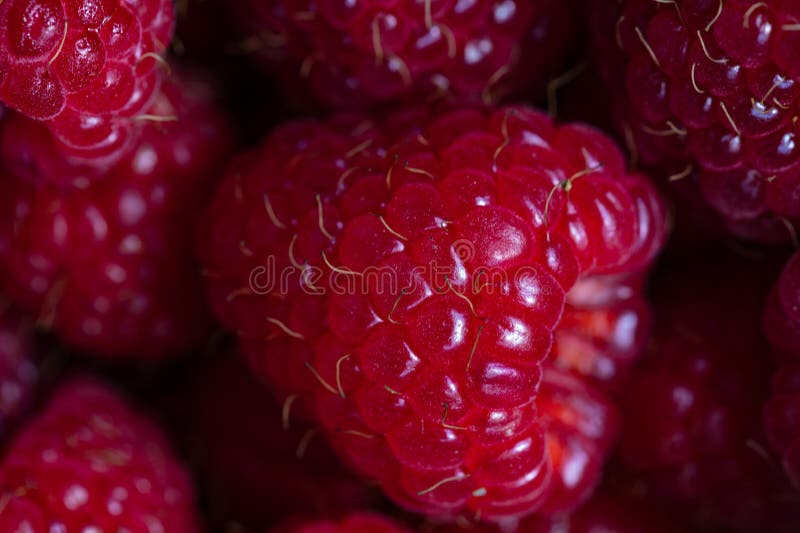 Red Raspberries Textured Background Stock Photo - Image of healthy ...