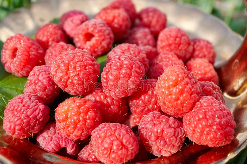 Red raspberry stock photo. Image of crop, nature, color - 10179766