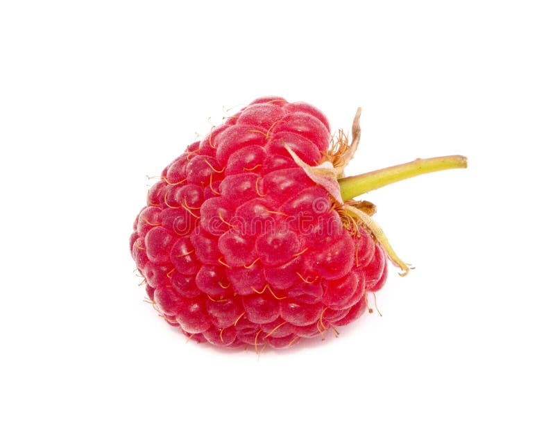 Raspberry stock image. Image of botanic, botany, isolated - 2584375