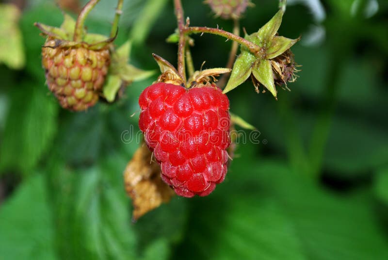 Red Raspberry stock image. Image of seeds, plants, background - 14969629