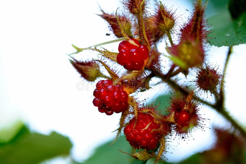 Raspberry Buds on a June Day. Stock Photo - Image of razz, scrub: 186710454
