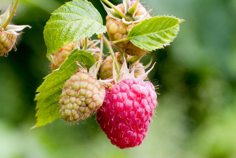 Red raspberry stock photo. Image of desert, season, gardening - 2547826