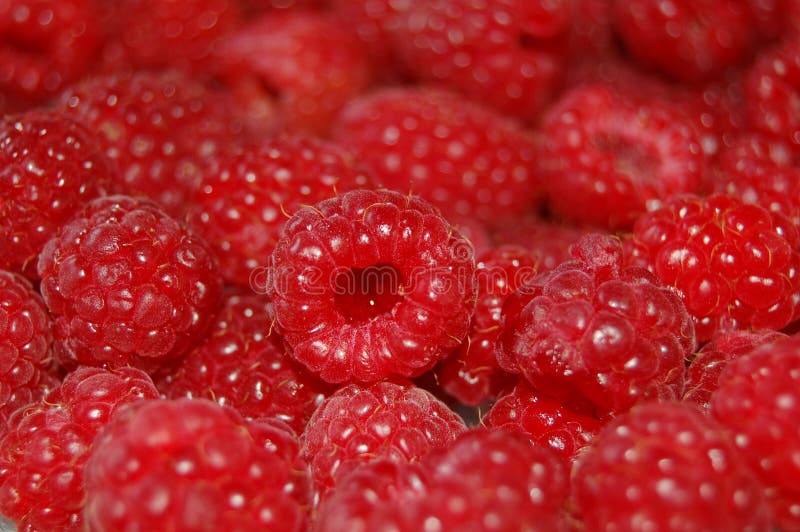 Red raspberry stock photo. Image of vegetarian, summer - 5456320