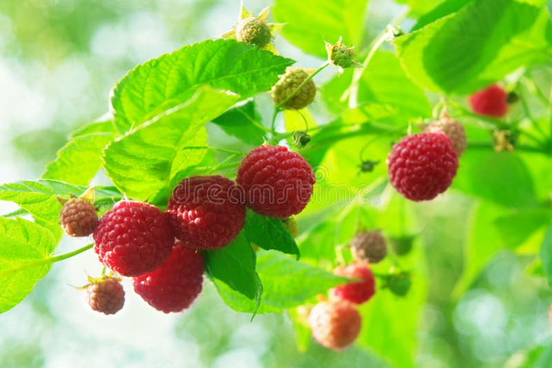 Raspberry stock photo. Image of raspberry, drupe, juicy - 988744