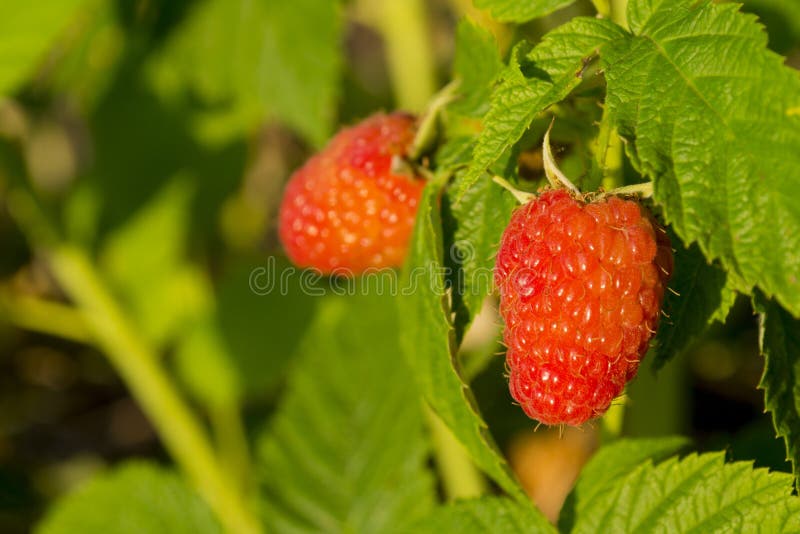 Red Raspberry Berries on Bush Stock Photo - Image of ripe, strawberries ...