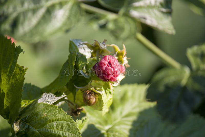 Red Raspberry Berries Hang on the Branches. Raspberry Plantation ...