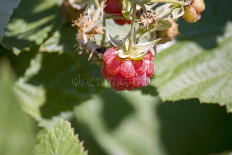 Red Raspberry Berries Hang on the Branches. Raspberry Plantation ...