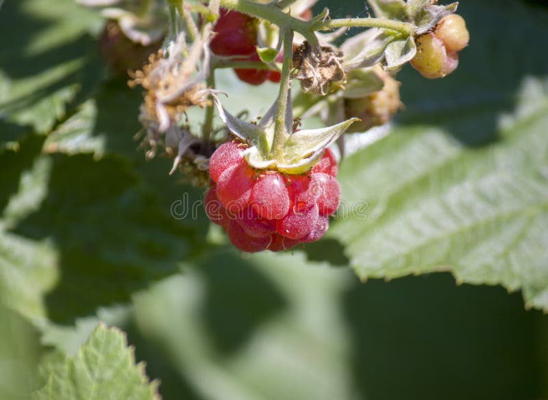 Red Raspberry Berries Hang on the Branches. Raspberry Plantation ...