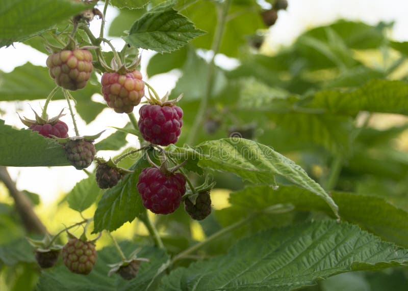 ..red Raspberry Berries Hang on the Branches Stock Photo - Image of ...
