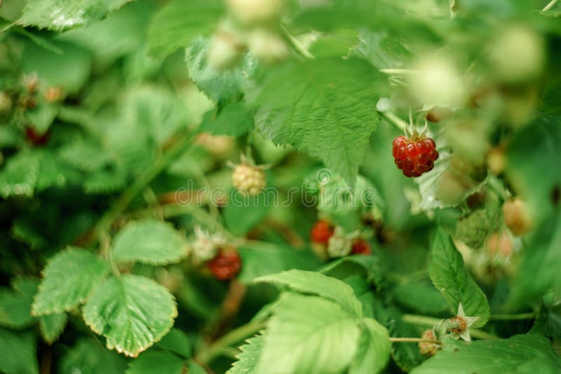 Red Raspberry Berry on a Branch in the Garden Stock Image - Image of ...