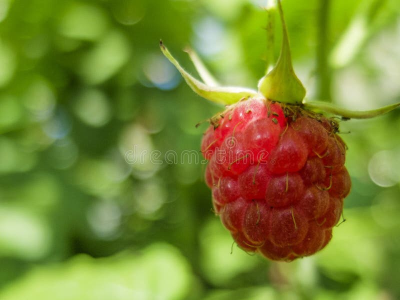 Raspberry Berry in these Macro Photos Stock Photo - Image of packing ...