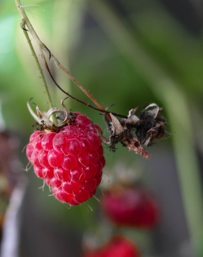 Red Raspberry Berry among the Greenery of the Bush Stock Image - Image ...