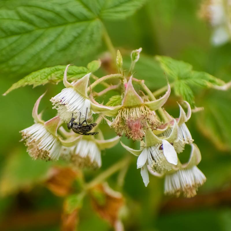 Red Raspberry Blossoms with Pollinators Stock Photo - Image of nature ...