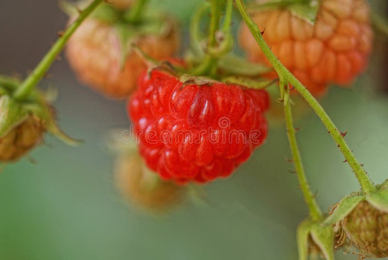Red Raspberry on a Branch in the Garden Stock Image - Image of ...