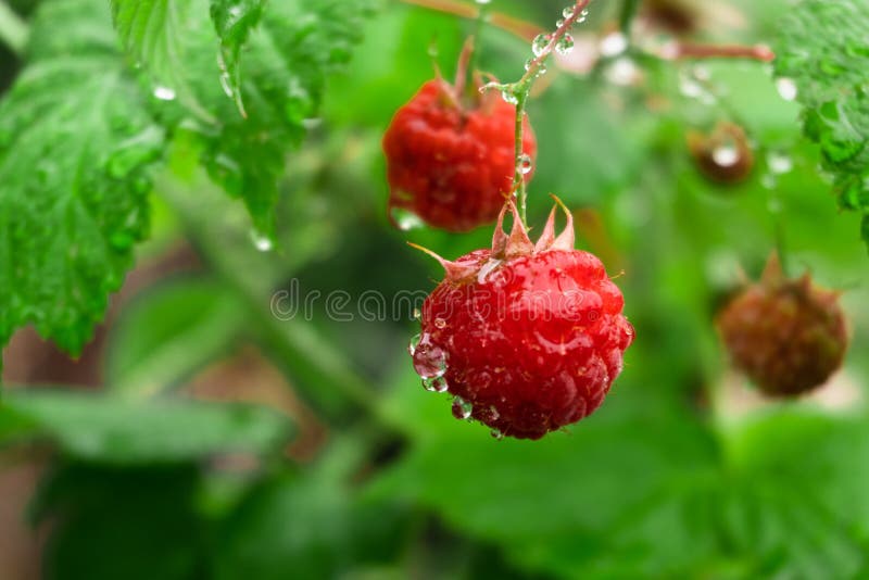 Red Raspberry on a Branch in the Rain 1 Stock Photo - Image of dish ...