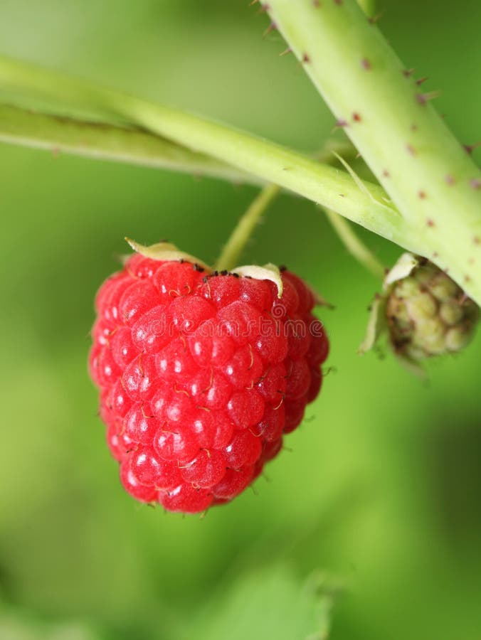 Red raspberry on the bush. stock image. Image of healthy - 39051411