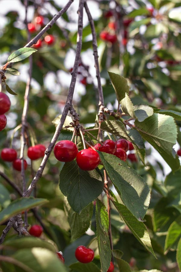 Red-raspberry Cherry, Red Cherry, Cherry Berries, Stock Photo - Image ...