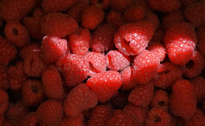 Red Raspberry Close Up in Sun Light Stock Photo - Image of grass ...