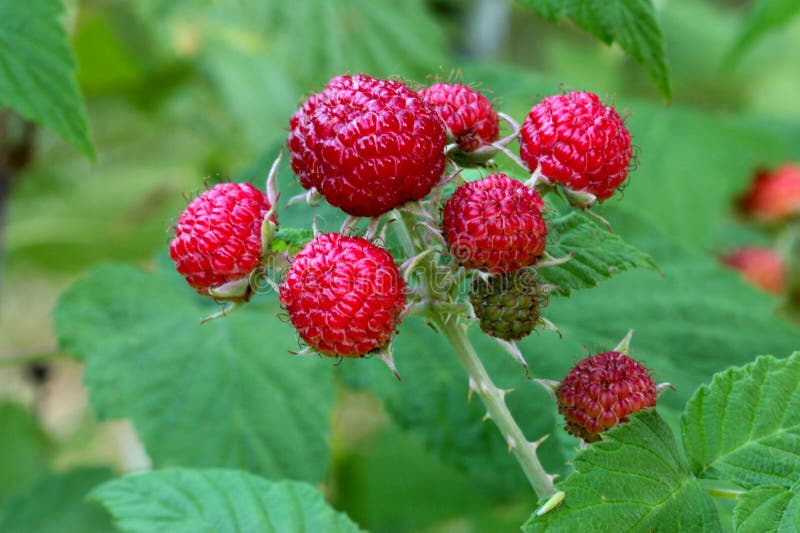 Red Raspberry Fruit Cluster with Green Leaves 02 Stock Photo - Image of ...