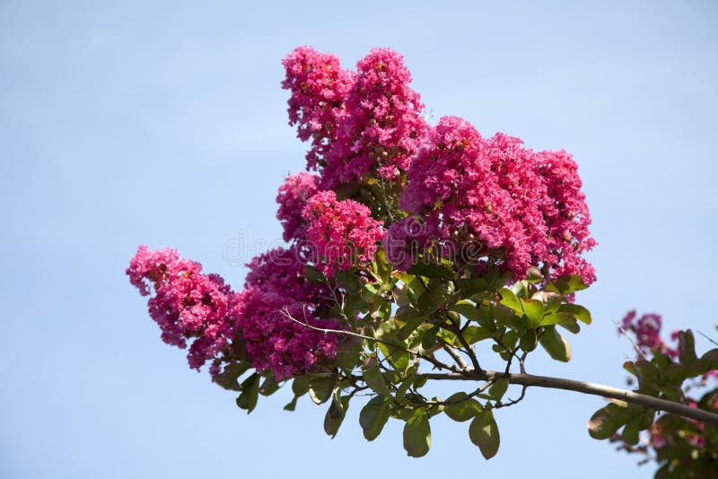 Red Raspberry Crepe Myrtle stock image. Image of nature - 82359719