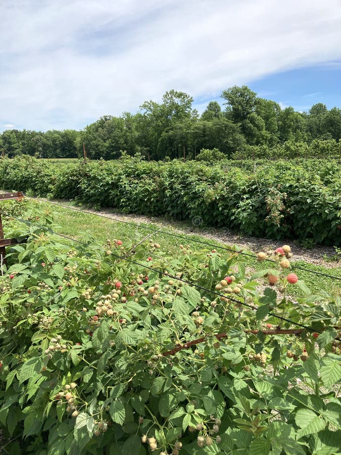 Red Raspberry Farm Field stock image. Image of bushes - 249226095