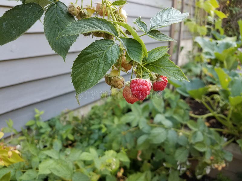 Red Raspberry Fruit on Vine with Green Leaves Stock Photo - Image of ...
