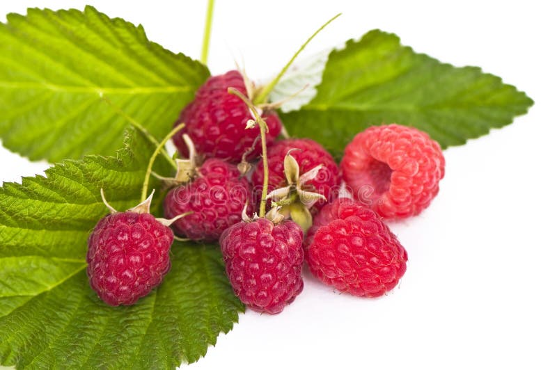 Raspberry stock photo. Image of fresh, outdoor, berries - 268678