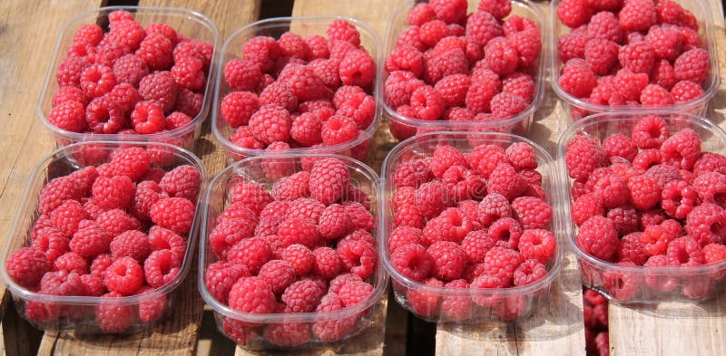 Red Raspberry Fruits. stock image. Image of plant, berries - 293085641