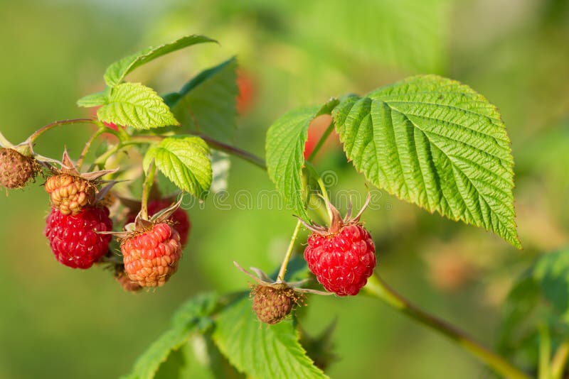 Red raspberry. stock photo. Image of juicy, fruit, eating - 38803764