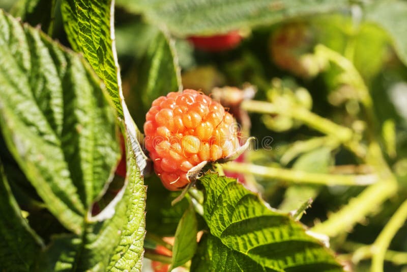 Red Raspberry in the Garden Stock Image - Image of colors, farming ...