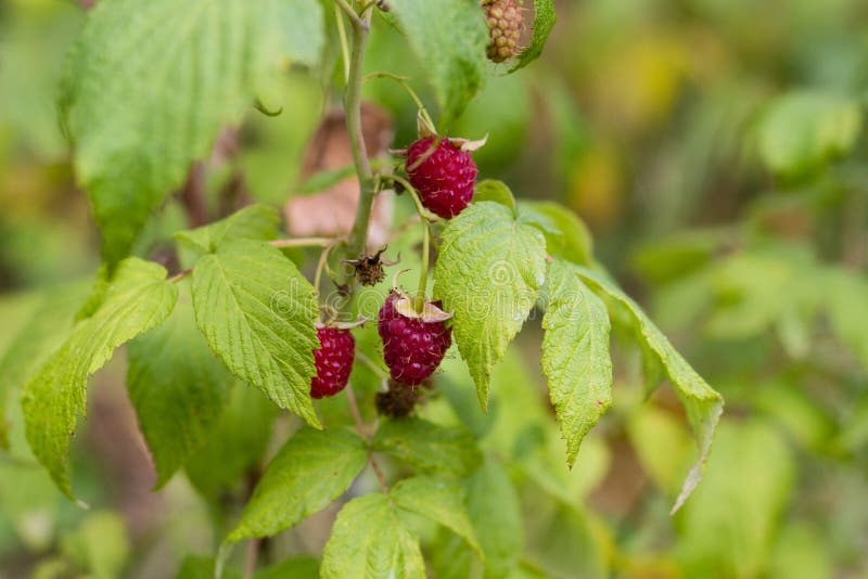 Red Raspberry in Green Garden Stock Photo - Image of nature, growth ...