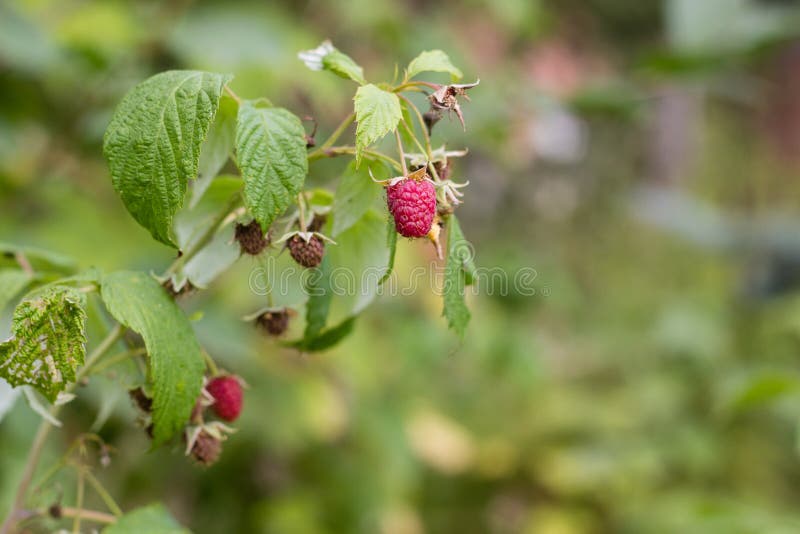 Red Raspberry in Green Garden Stock Photo - Image of raspberry, herb ...