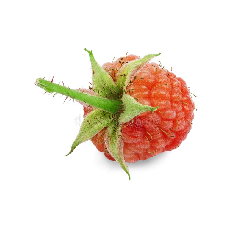 Oak Green Leaf with Bright Veins on a White Background Stock Image ...