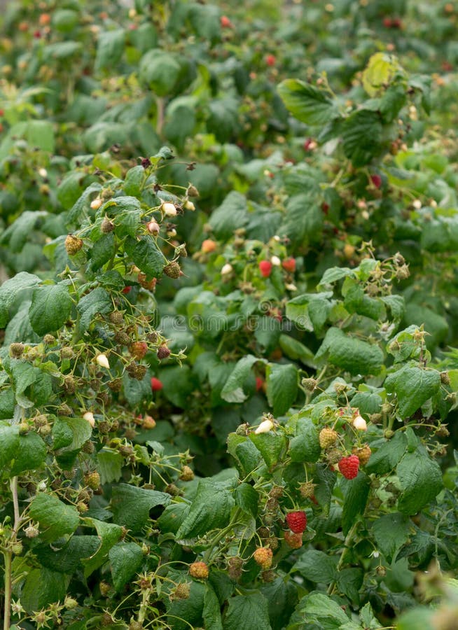 Raspberry on a plant stock photo. Image of raspberry - 103197968