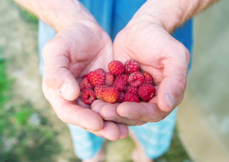Red raspberry in hand stock photo. Image of sweet, health - 73572956