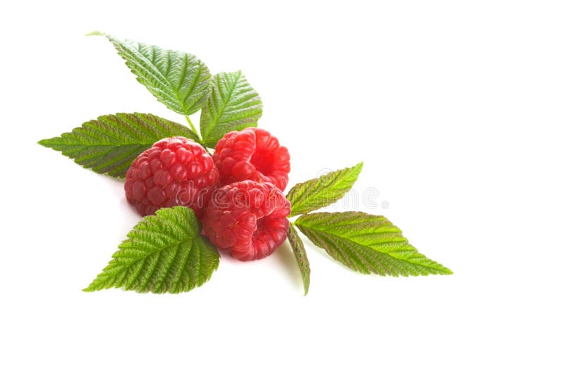 Red raspberry isolated stock photo. Image of berry, healthy - 5957194