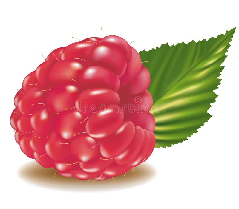 Raspberry fruit stock illustration. Illustration of closeup - 29419112