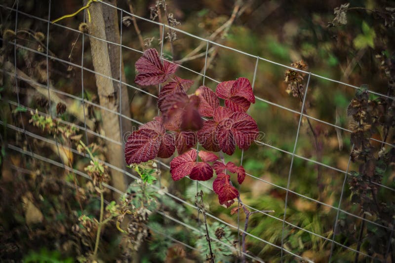 Red Raspberry Leaves in Autumn Stock Image - Image of branch, natural ...
