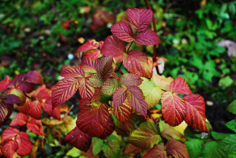 Red Raspberry Leaves in Autumn Stock Image - Image of september ...