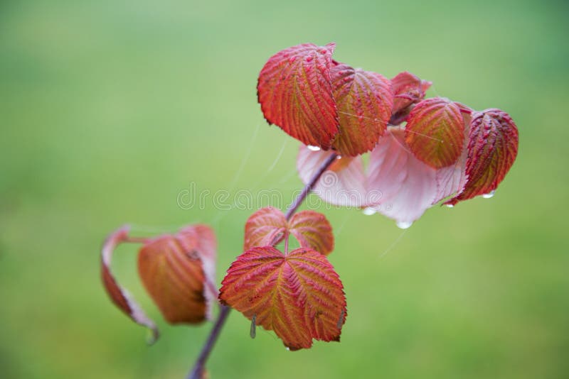 Red Raspberry Leaves with Water Drops on a Blurred Stock Image - Image ...