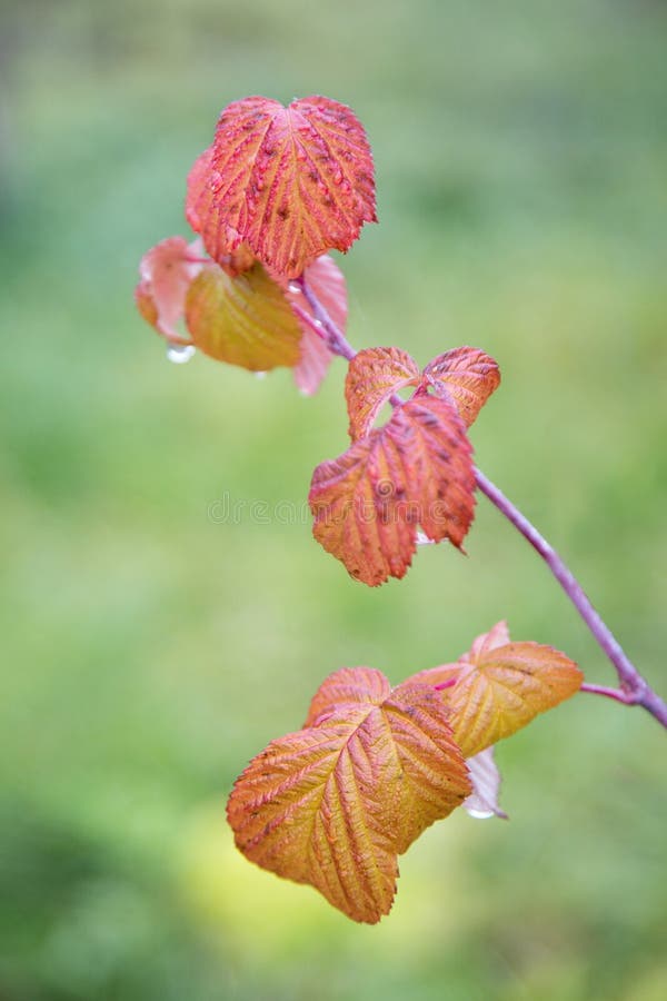 Red Raspberry Leaves with Water Drops on a Blurred Stock Image - Image ...