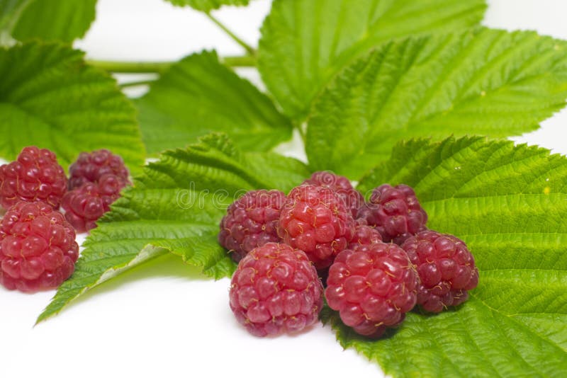 Red Raspberry with Leaves on White Background. Stock Image - Image of ...