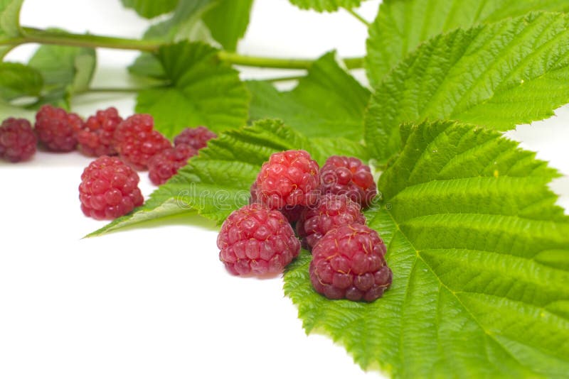 Red Raspberry with Leaves on White Background. Stock Photo - Image of ...