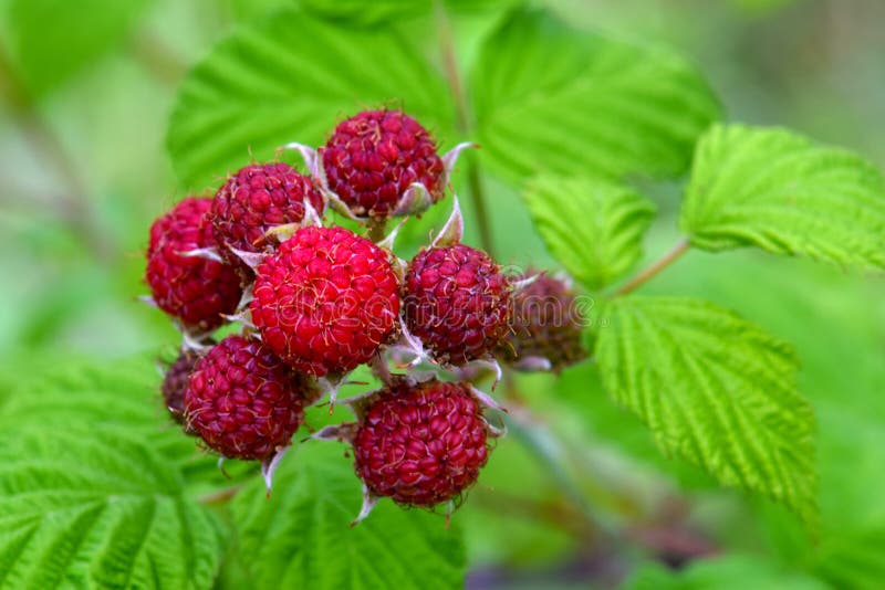 Red Raspberry Green Leaf Mandala 02 Stock Photo - Image of nature ...