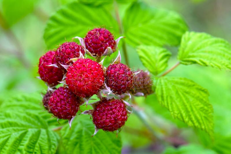 Red Raspberry Green Leaf Mandala 01 Stock Image - Image of raspberry ...