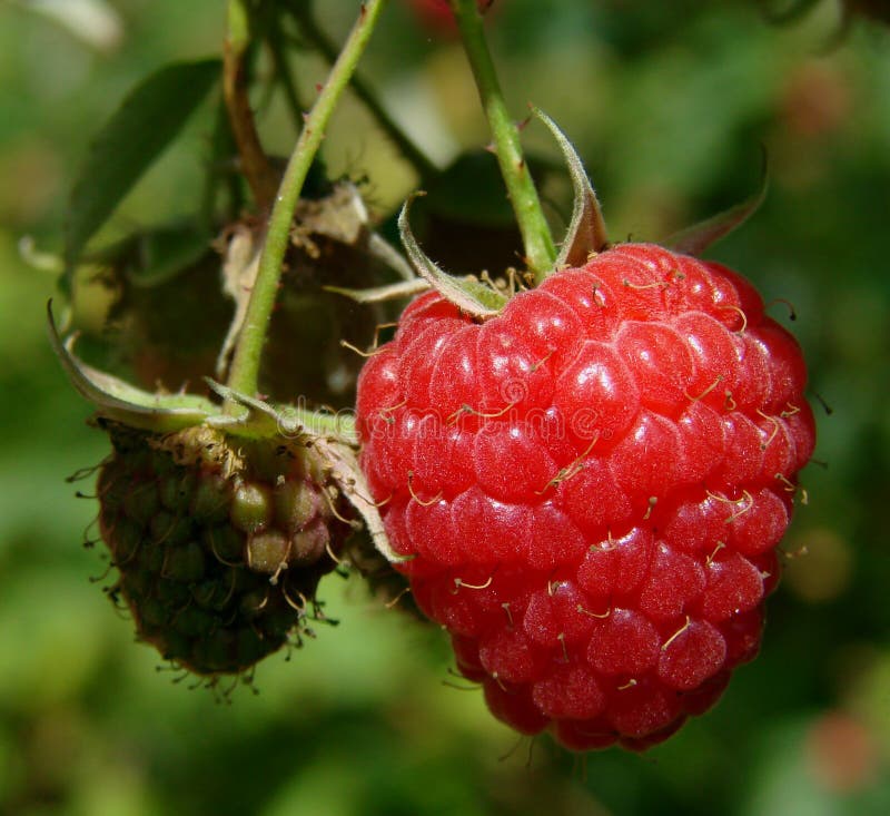 Red Raspberry On The Plant Picture. Image: 82987061