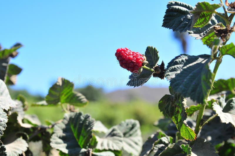 A Red Raspberry Plant on Field Stock Image - Image of field, evergreen ...